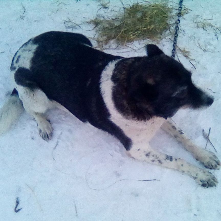 Русско-европейская лайка, взрослая собака