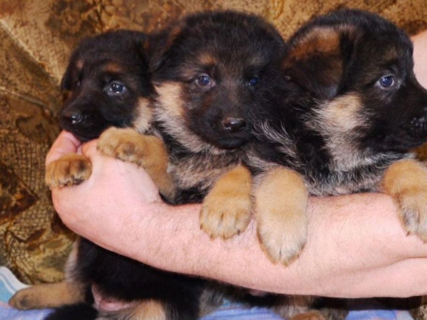 Щенки немецкой овчарки