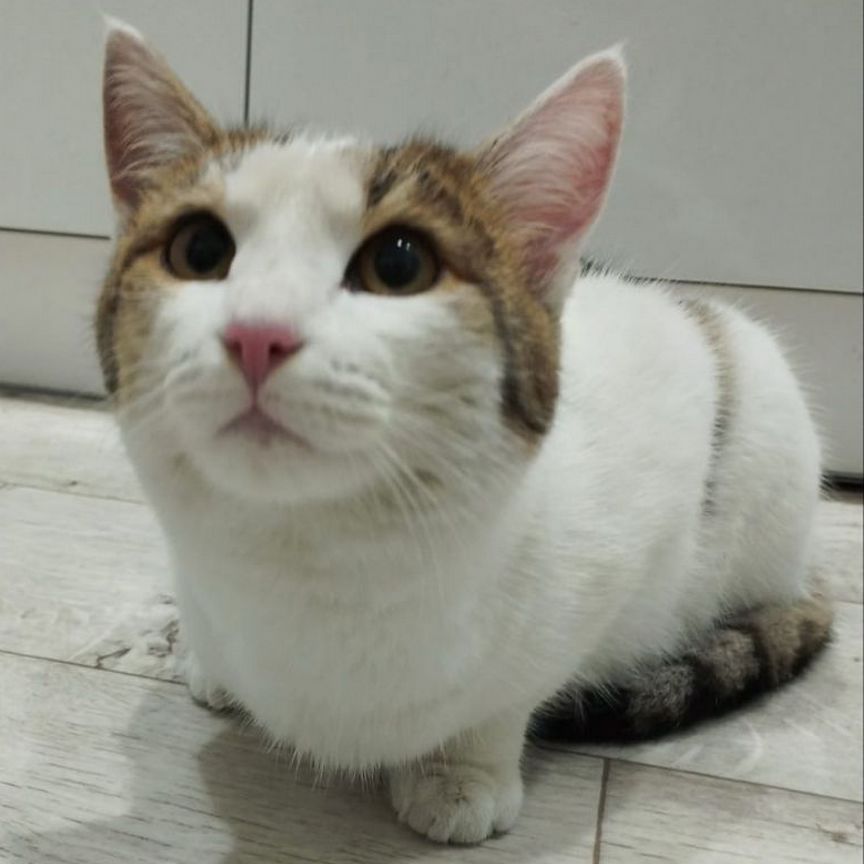 Котенок примерно 6 месяцев