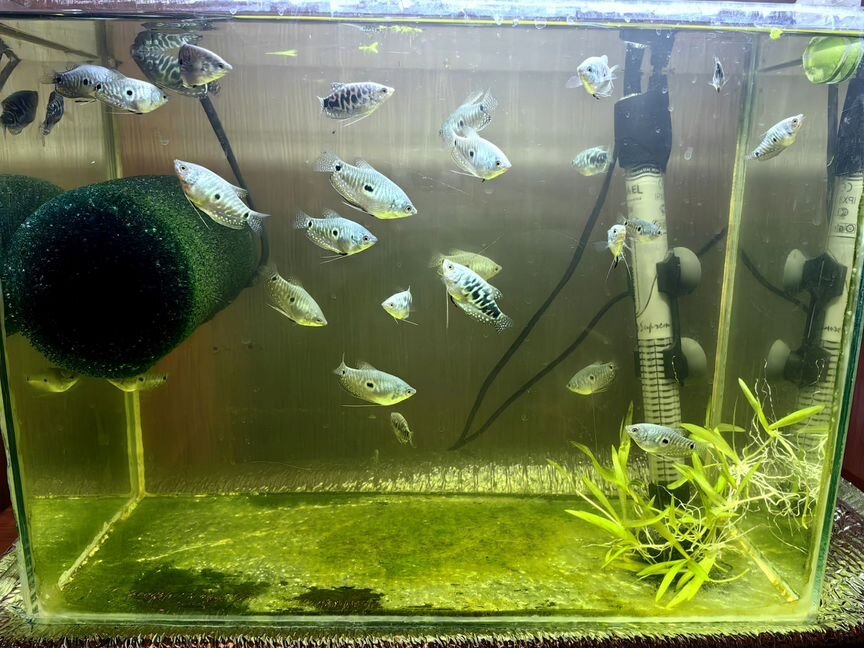 Гурами мраморные/голубые