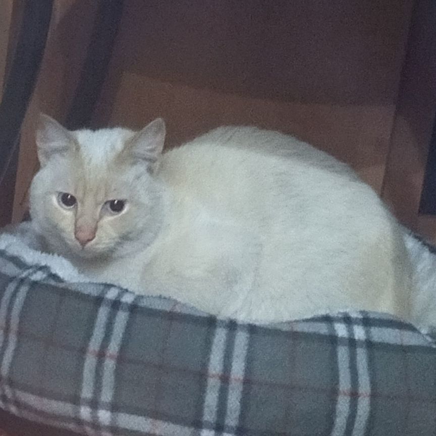 Сиамский кот
