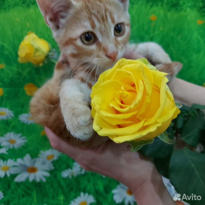 Ласковый малыш ищет дом