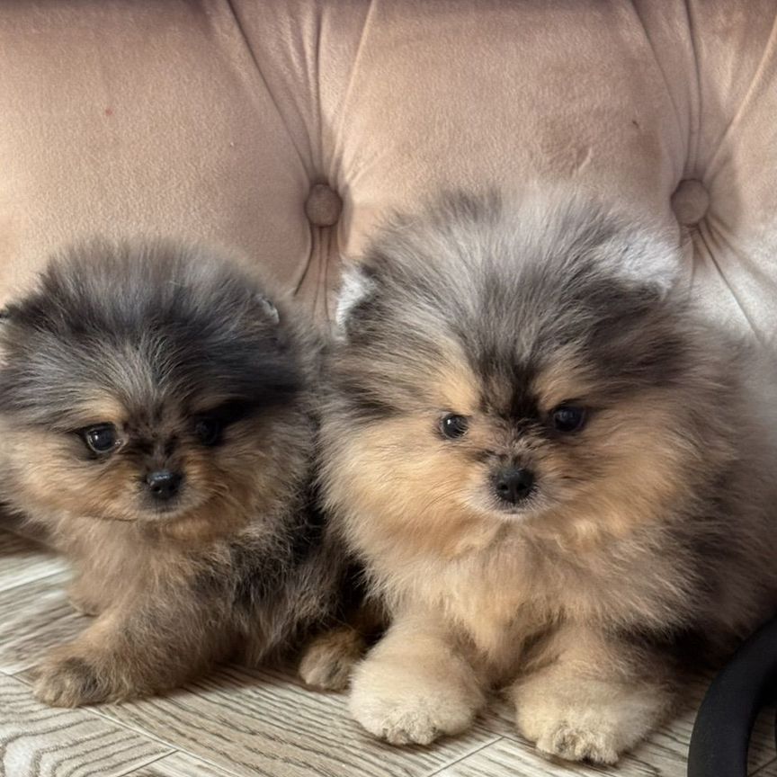 Померанский шпиц, щенок