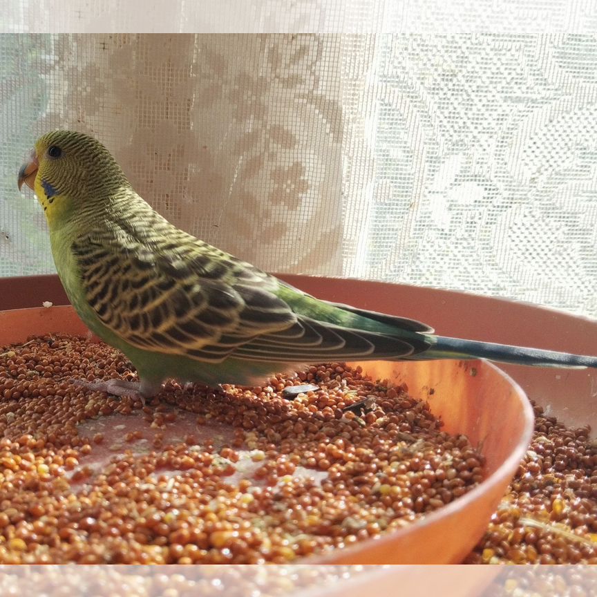 Птенчик волнистого попугайчика