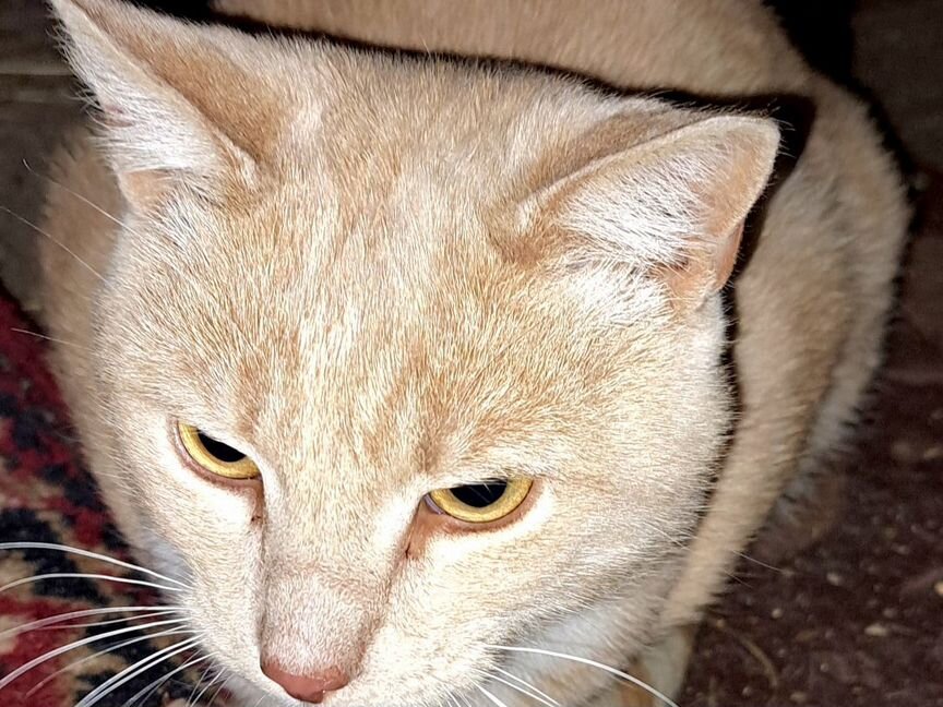 Обаятельный котик в дар