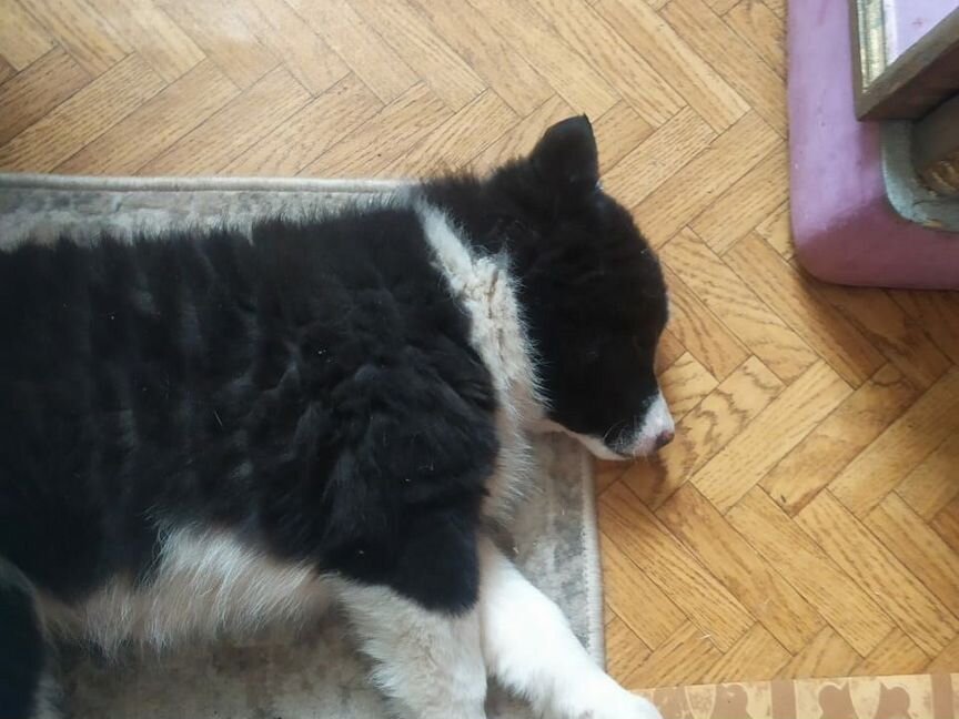 Щенок в добрые руки бесплатно