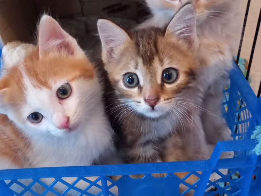Котята в добрые руки