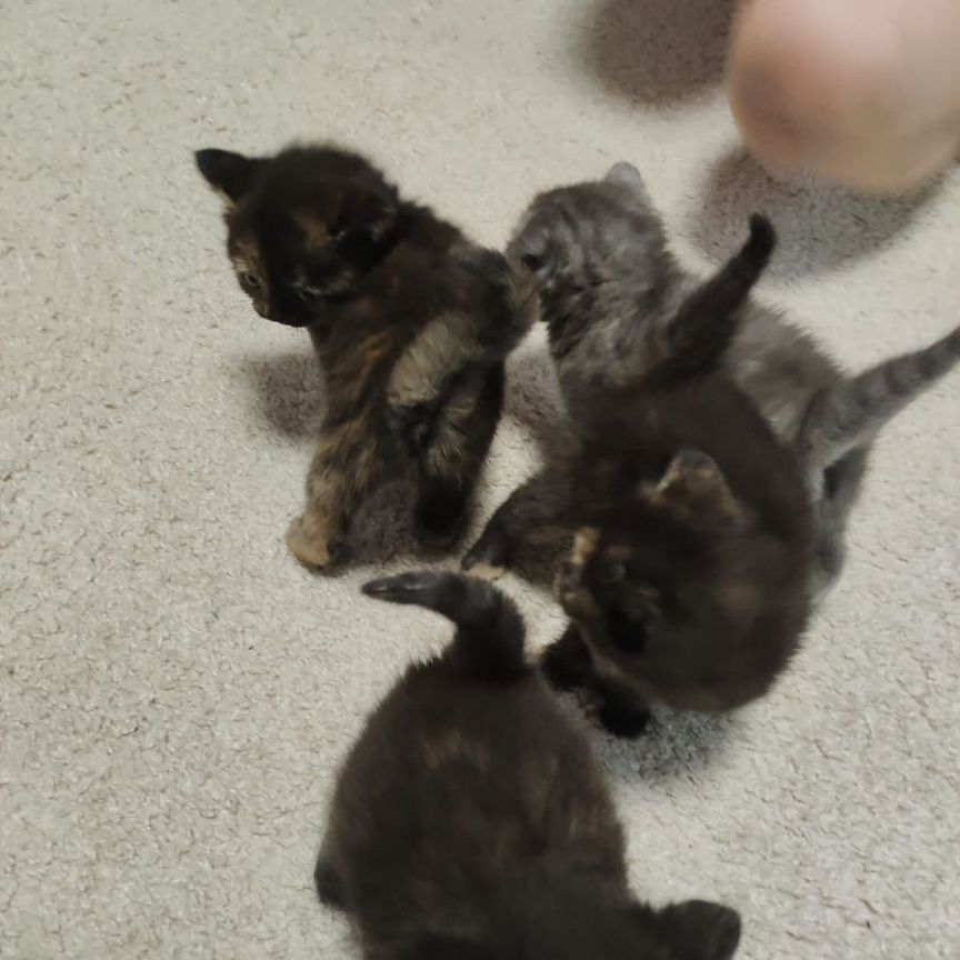 Отдам котят в добрые руки