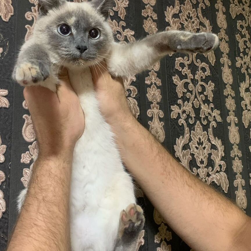 Сиамский котёнок