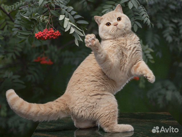 Британский котик кремовый