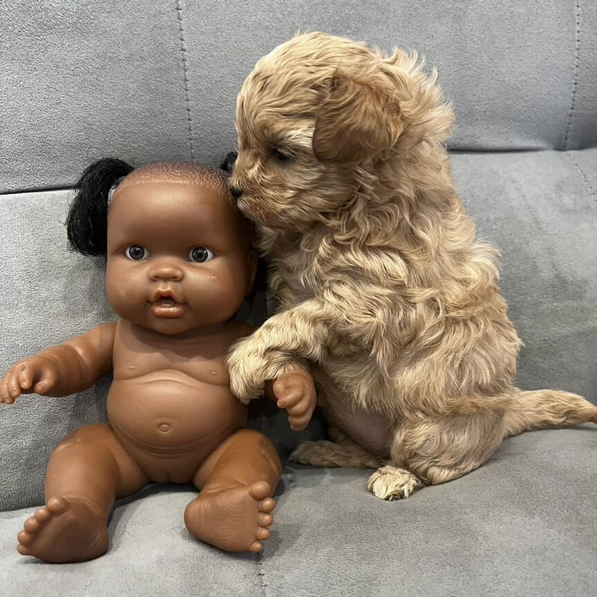 Мальтипу F1 мини baby face