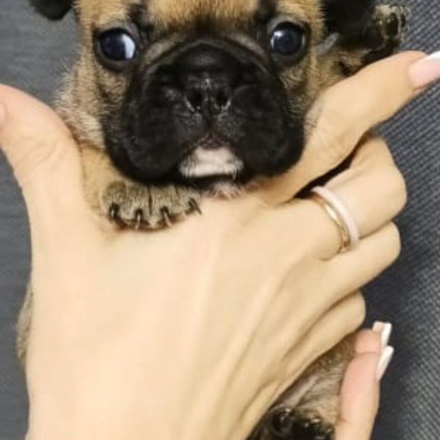 Французский бульдог