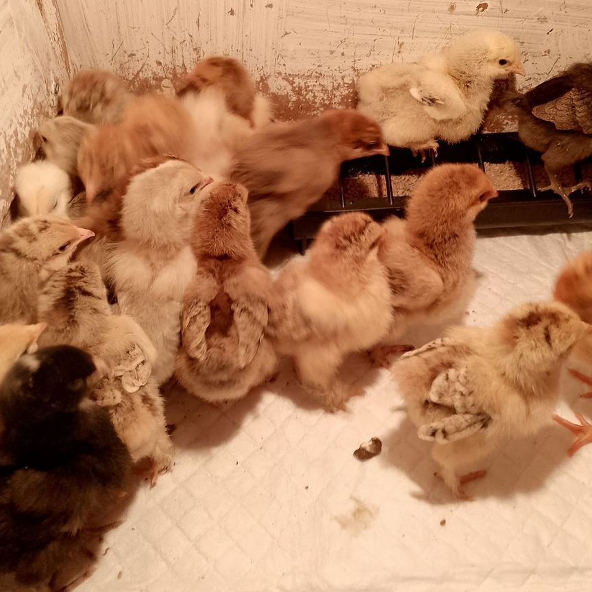 Цыплята мясояичной породы