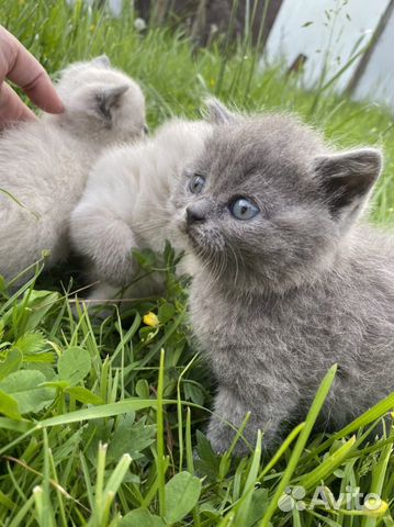 Британская