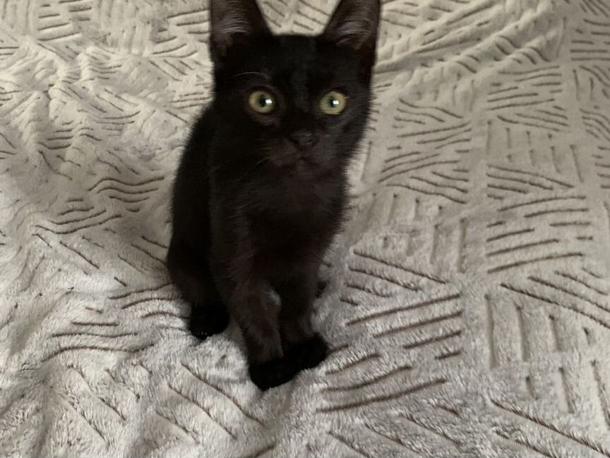 Бомбейская кошка, 3 мес