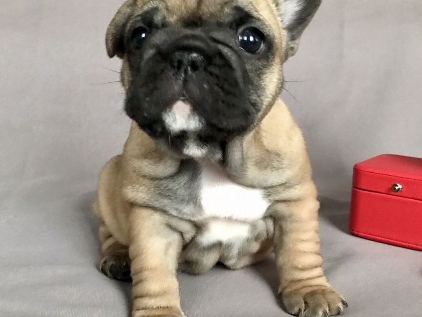 Щенок французского бульдога