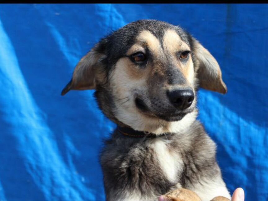 Собака в добрые руки