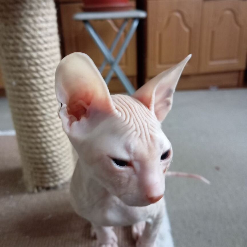 Донской сфинкс