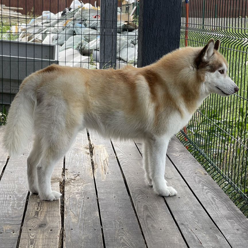 Сибирский хаски, взрослый пёс