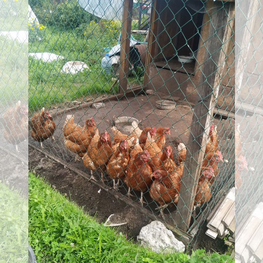 Куры несушки