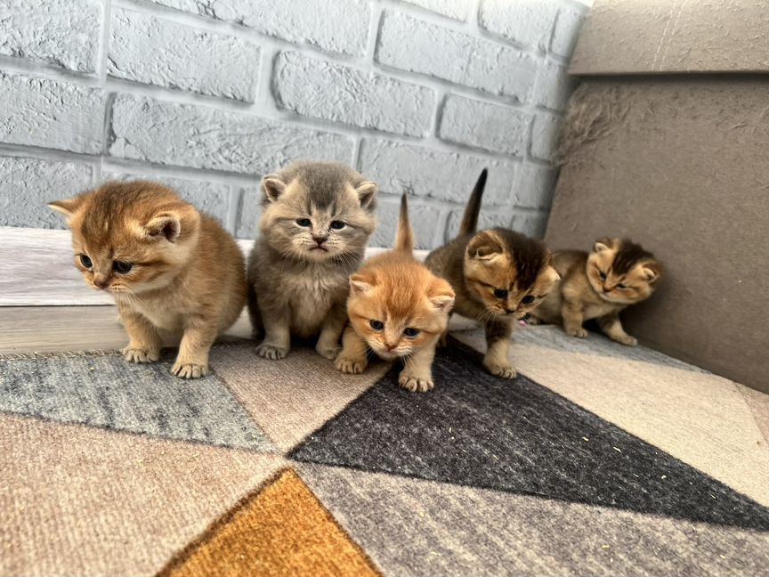 Шотландские золотые шиншиллы