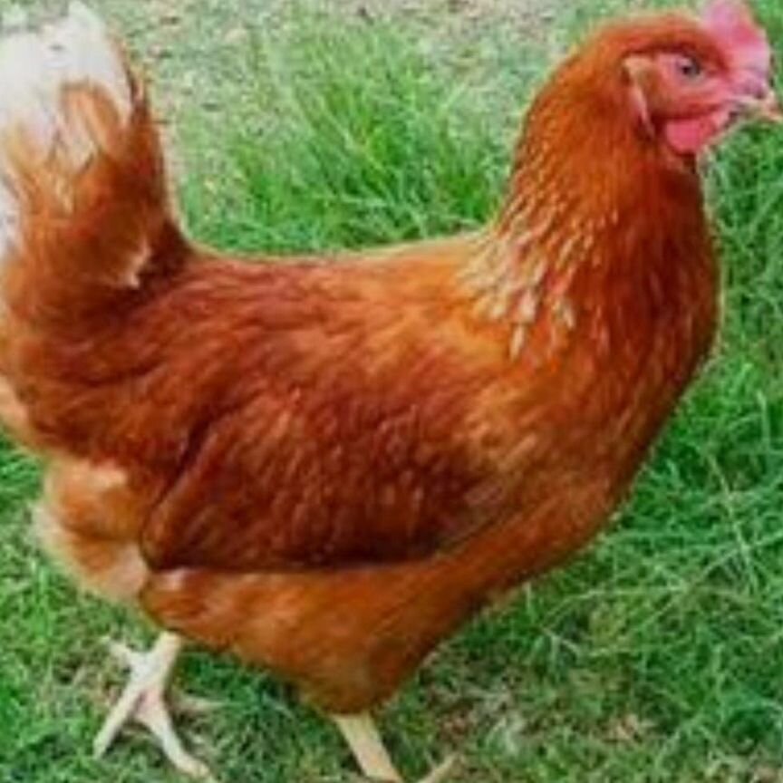 Куры несушки