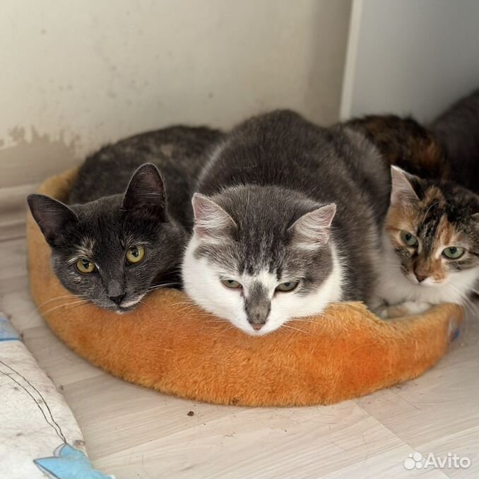 Три девицы под окном