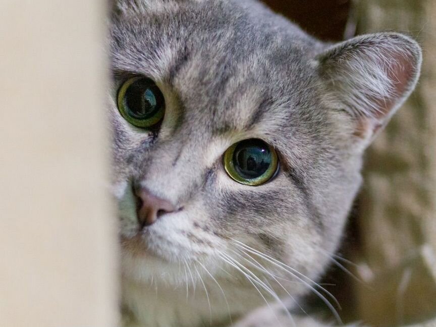 Кот в добрые руки