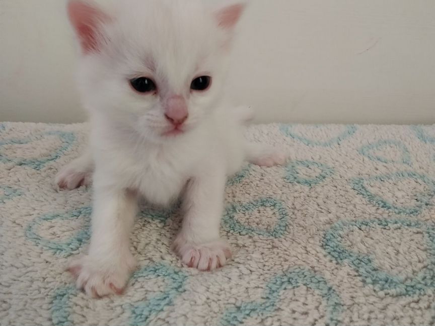 Котята