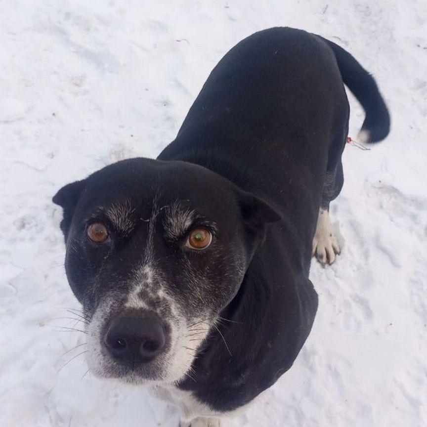 Взрослая собака в добрые руки