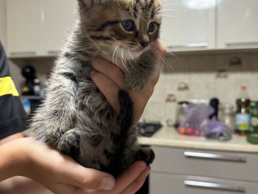 Шотландские котята