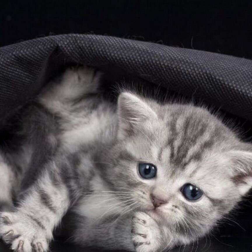 Шотландский вислоухий короткошёрстный котёнок