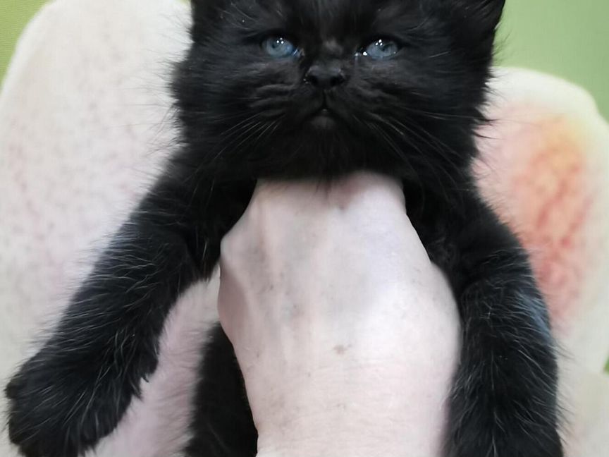 Котята мейн-кунята