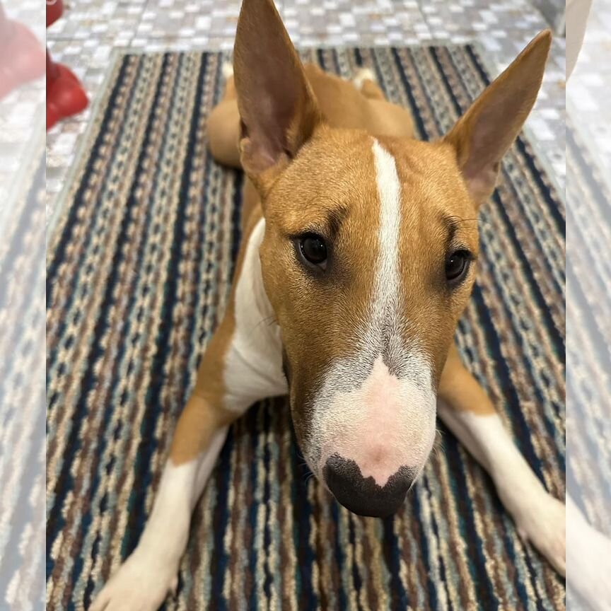 Бультерьер, взрослая собака