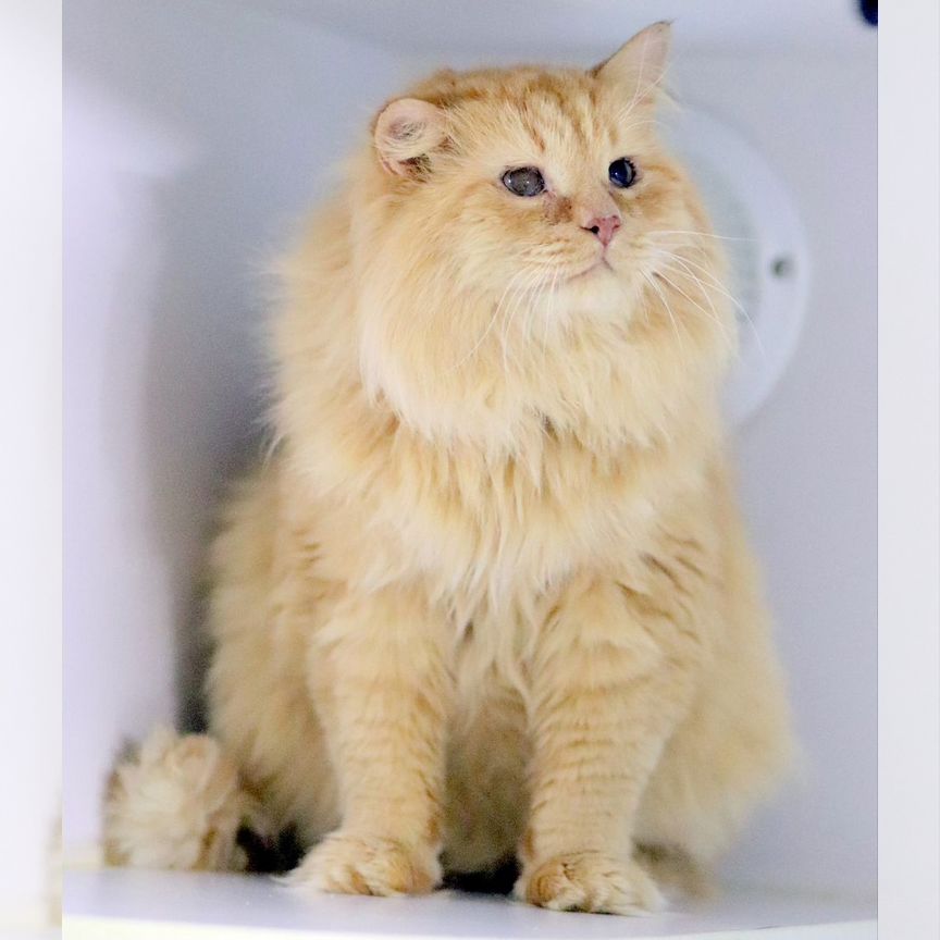 Взрослый кот в добрые руки