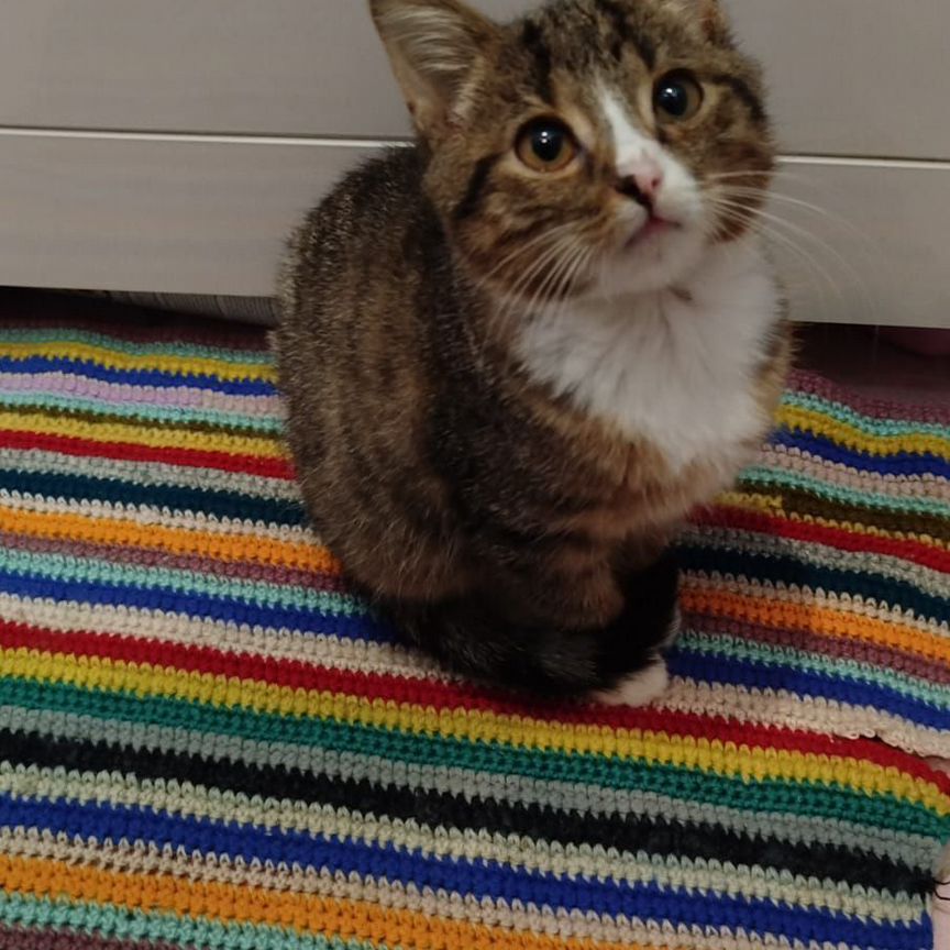 Котёнок в добрые руки