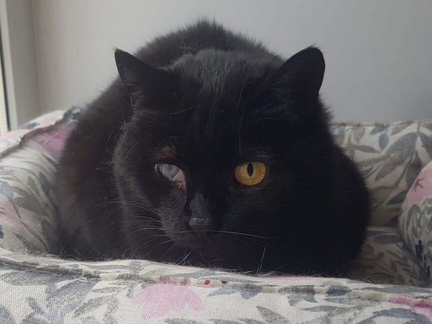 Чернушка ищет дом