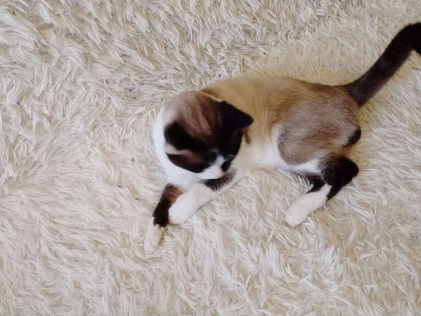 Кот сноу шу