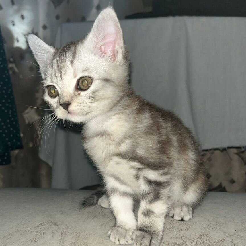 Шотландский прямоухий котёнок(девочка)