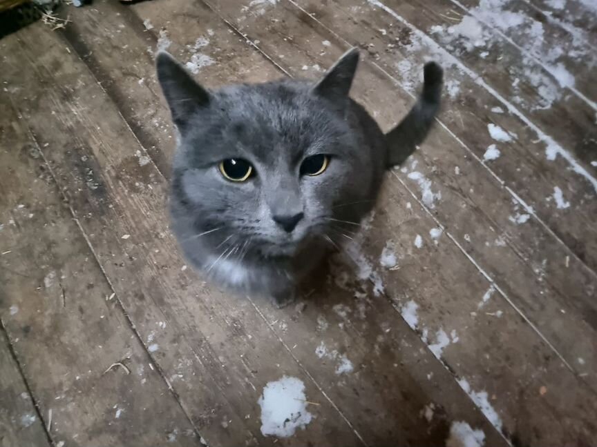 Ласковые коты кошки