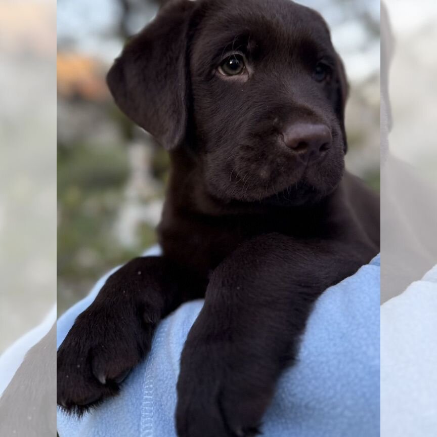 Лабрадор-ретривер, щенок