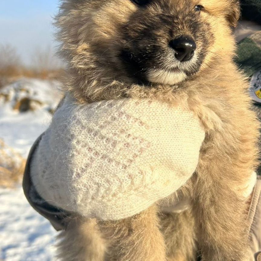 Маленькому щенку нужен дом