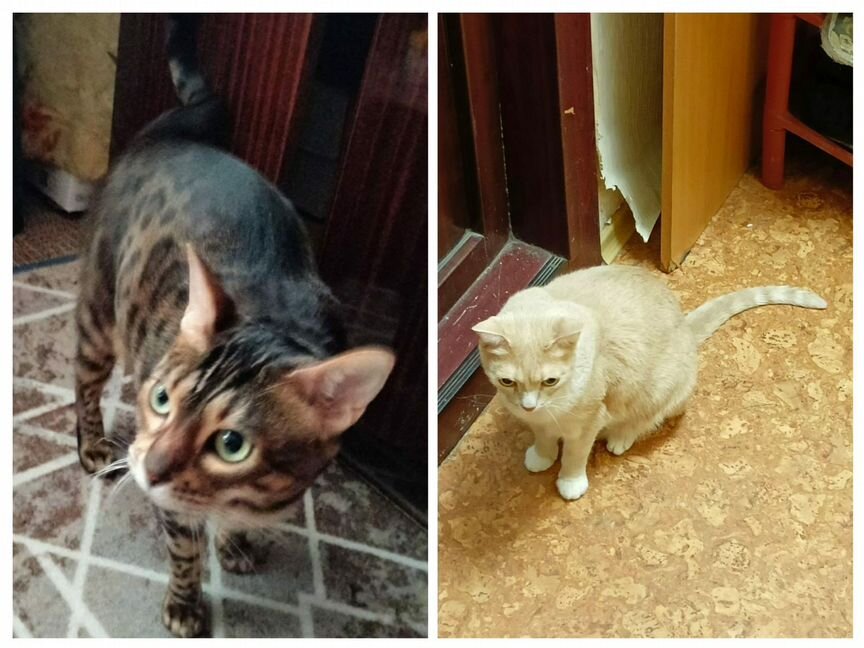 Кошка Бенгальская и кот персиковый