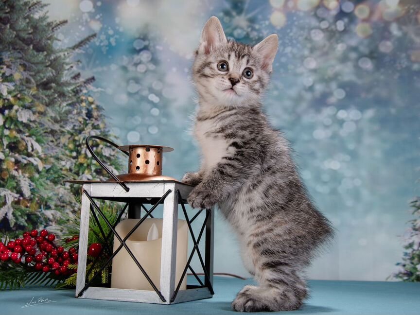 Кошечка из питомника короткошерстная