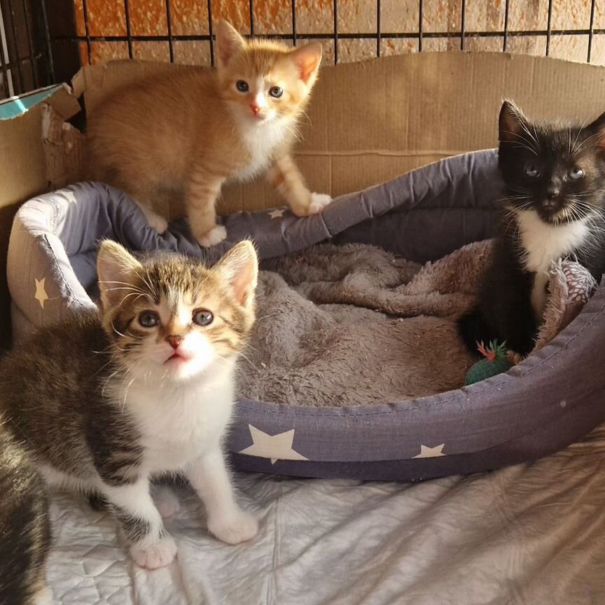 Котёнок в добрые руки