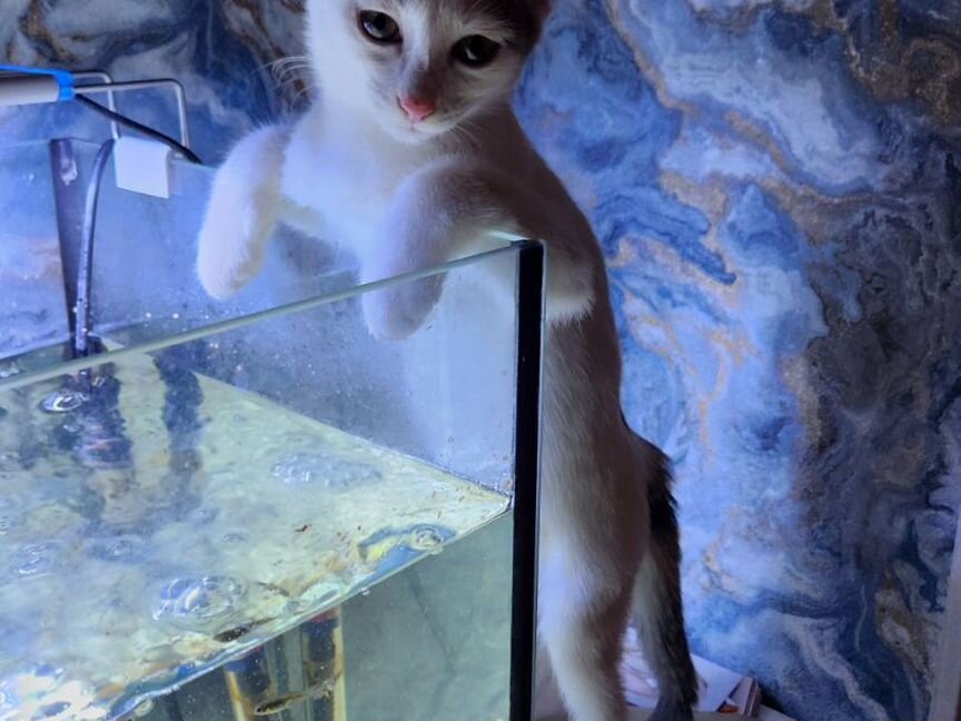 Котёнок (девочка)