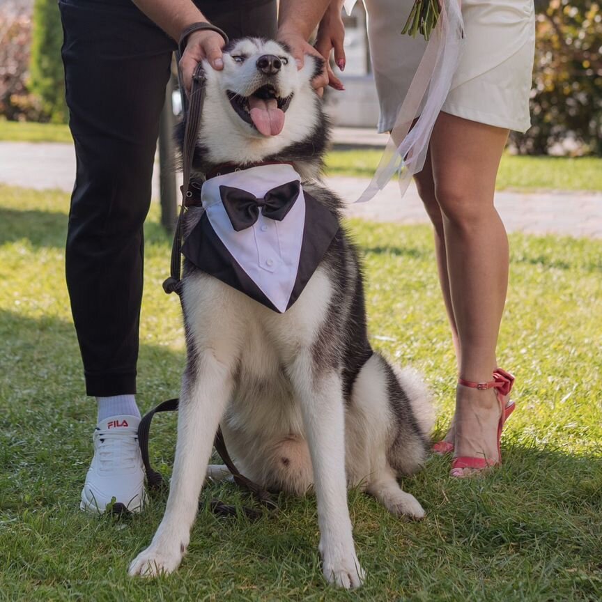 Смокинг для собак