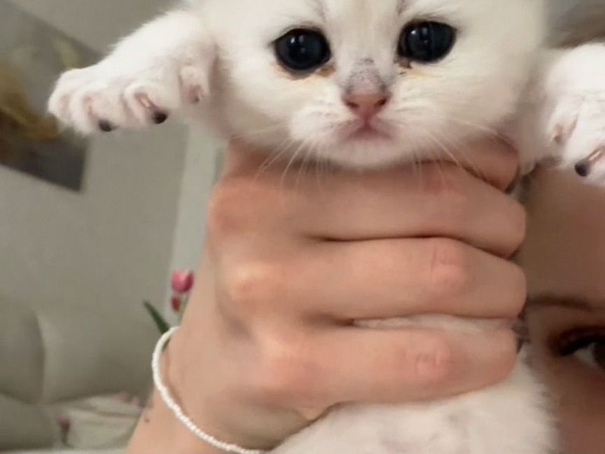 Котята британская серебристая шиншилла ny12