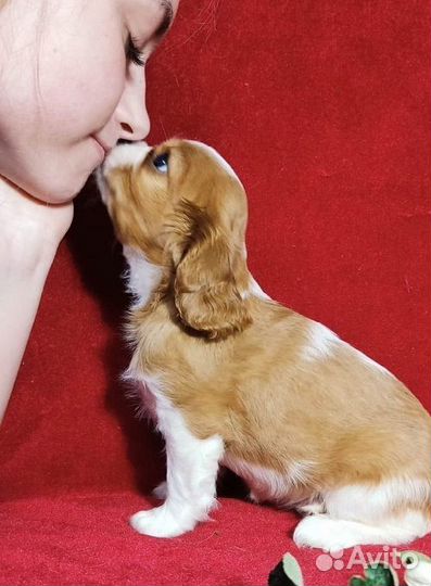 Кинг Чарльз Спаниели щеночки -миксы и чистокровные