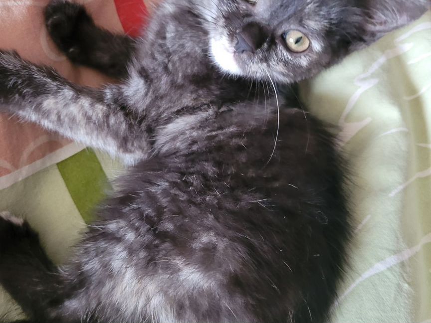 Котенок 1.5 месяца девочка мурчалка